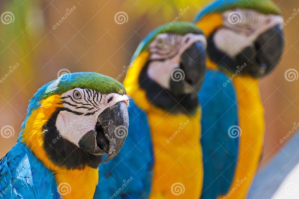 Three Parrots stock image. Image of lined, yellow, animals - 24679363