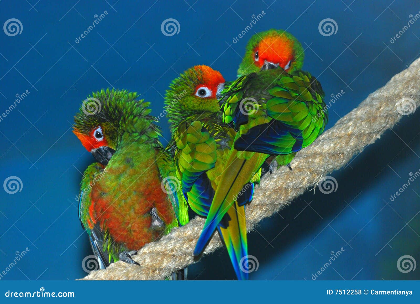 Three Parrots Stock Photo | CartoonDealer.com #7512258