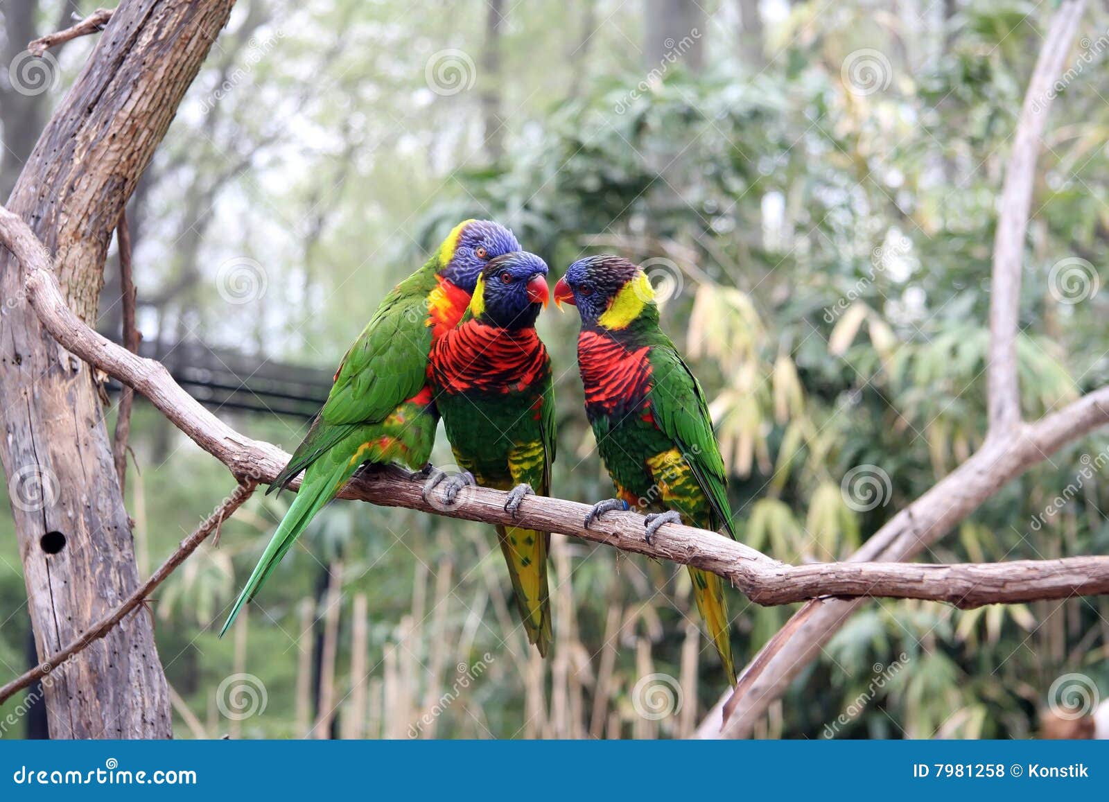 Three parrots stock photo. Image of portrait, parrot, wildlife - 7981258