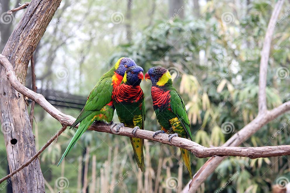 Three parrots stock photo. Image of portrait, parrot, wildlife - 7981258
