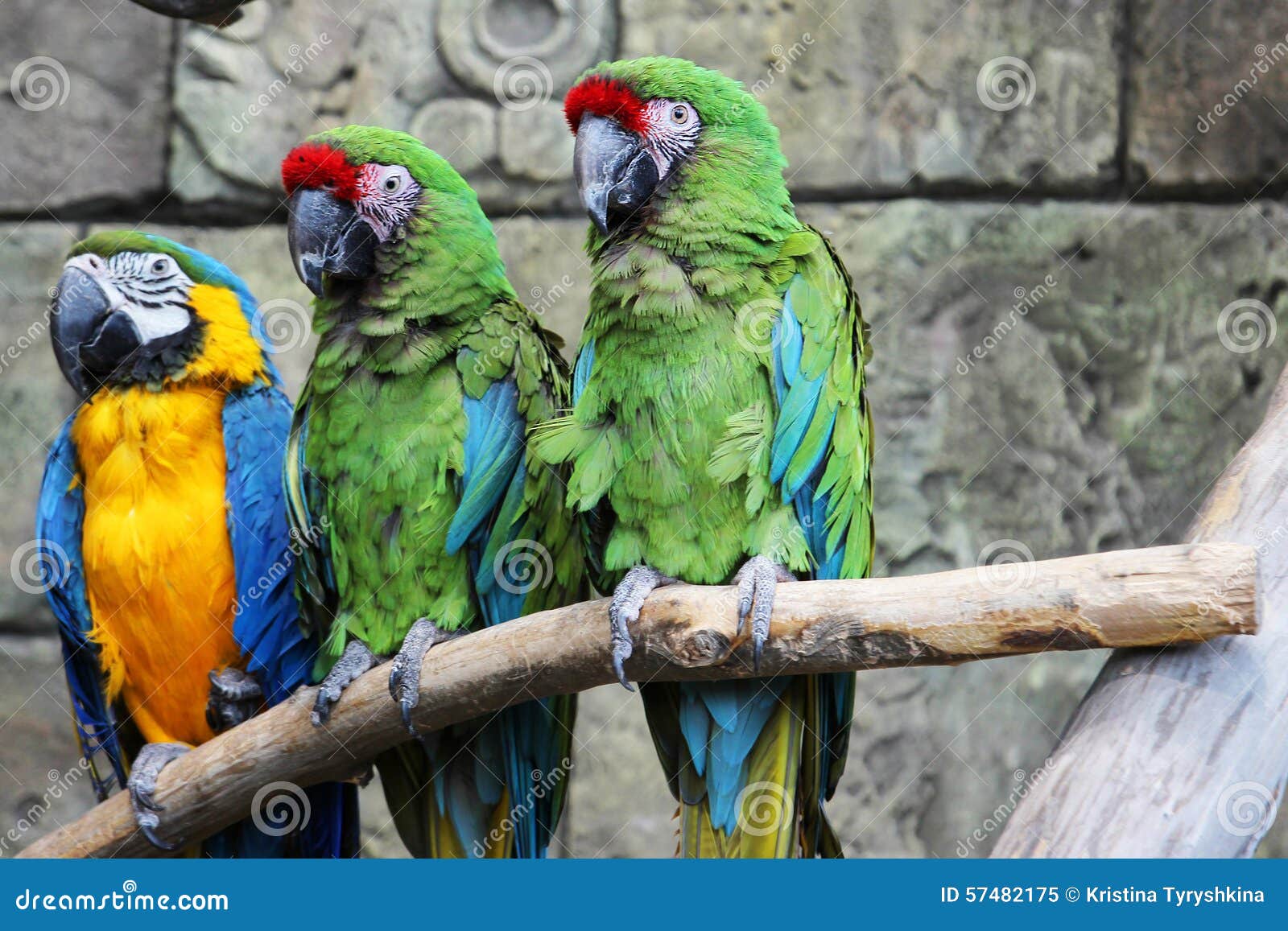 Three Parrots Ara Macaws in Jungle Stock Image - Image of color, bird ...