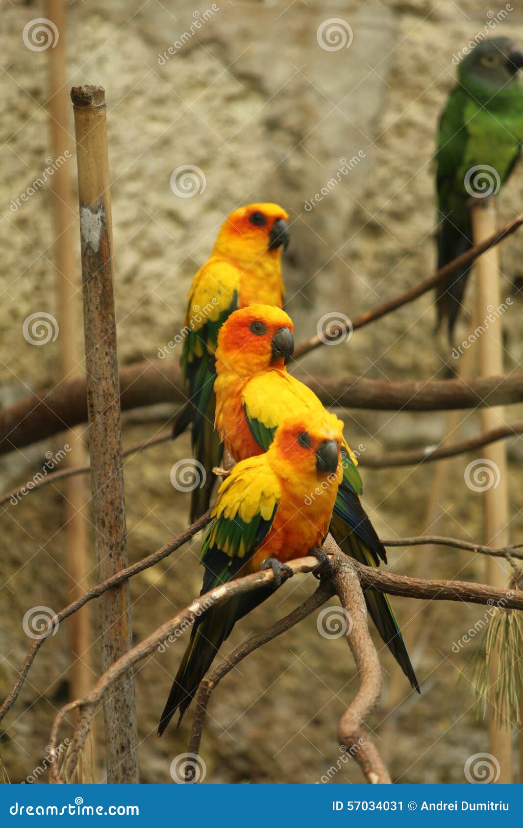 Three parrots on a branch stock image. Image of spain - 57034031