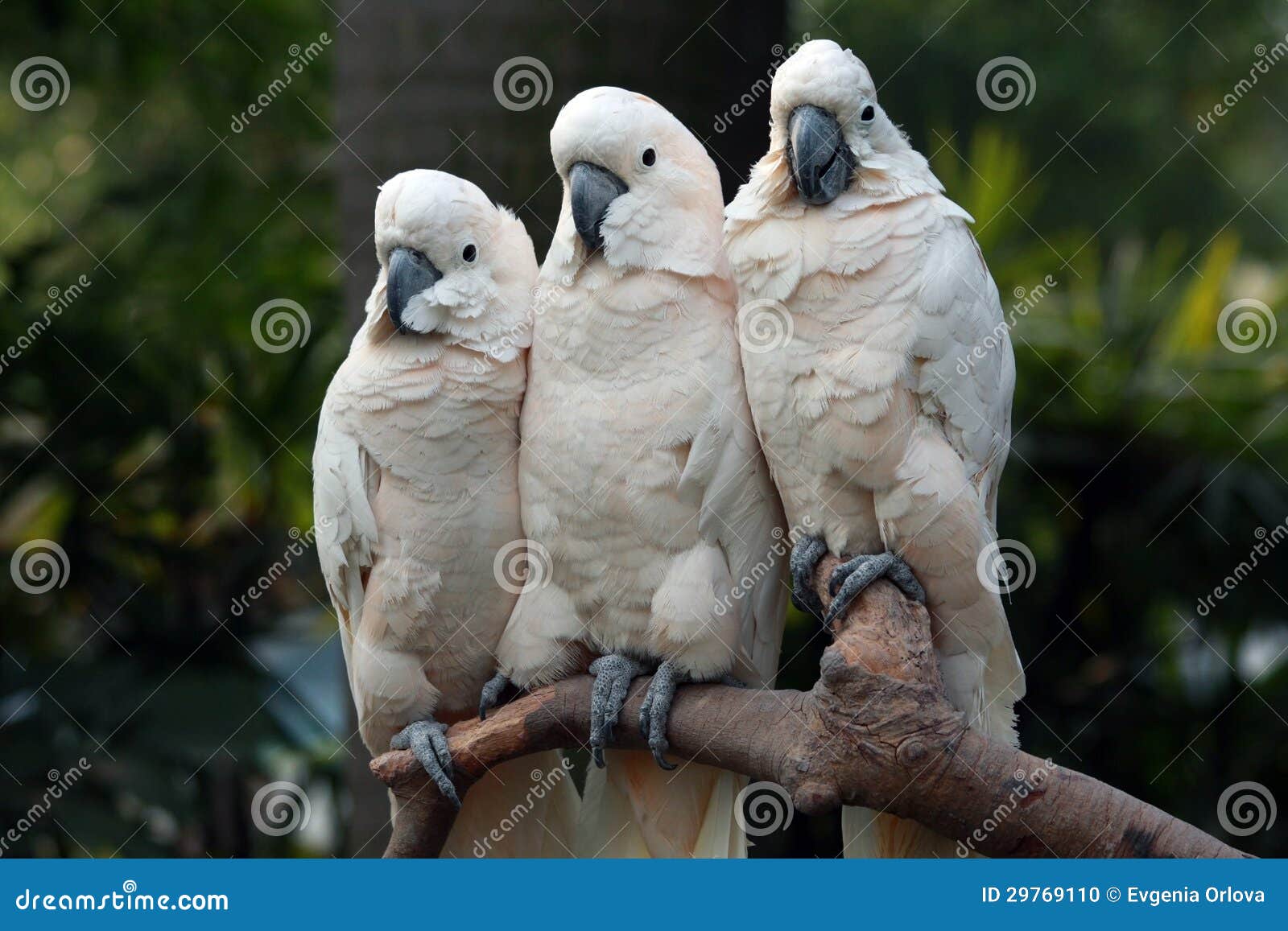 Tree parrots stock photo. Image of parrot, central, beauty - 29769110