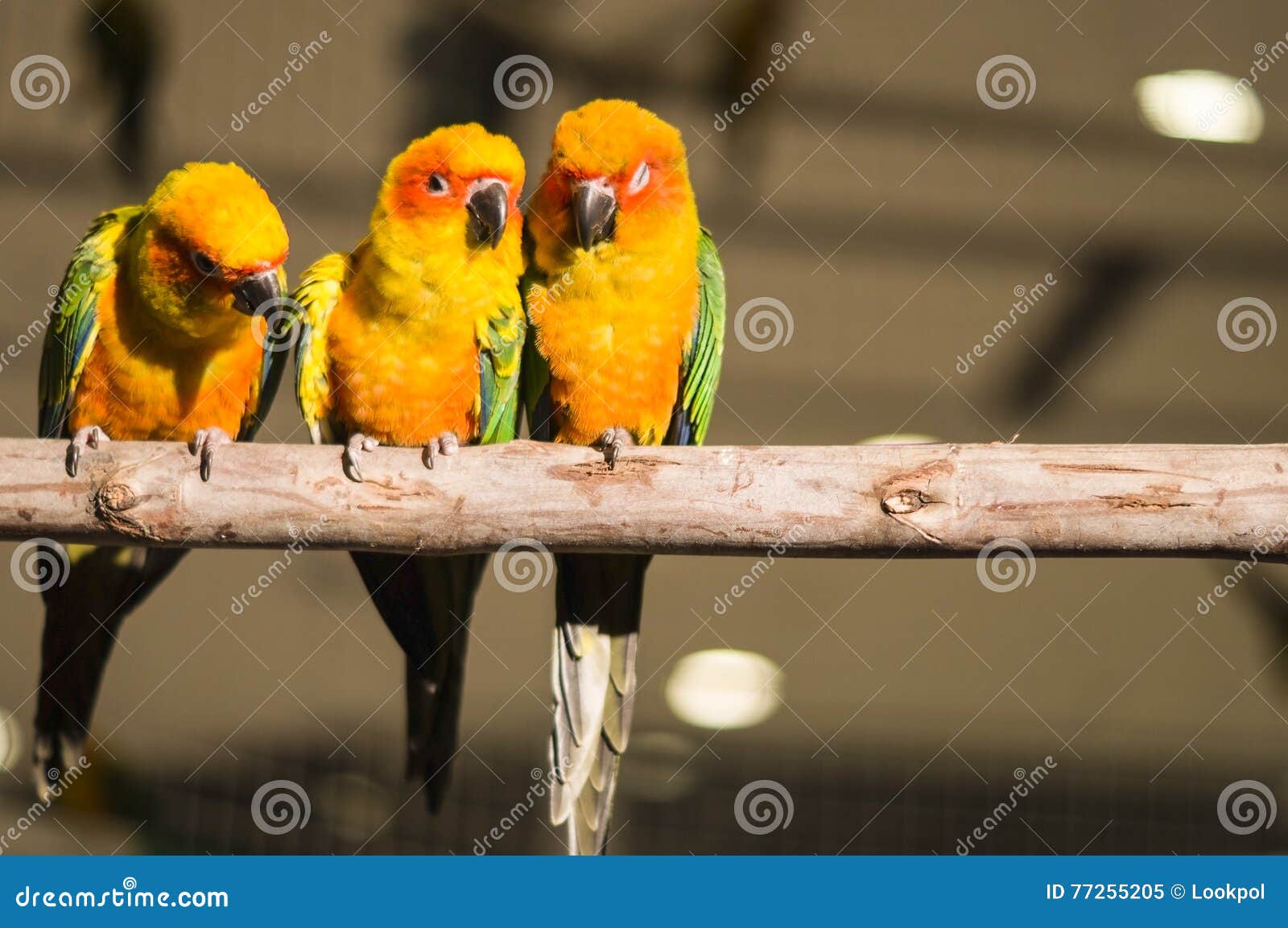Three parrots stock image. Image of green, parrot, colorful - 77255205