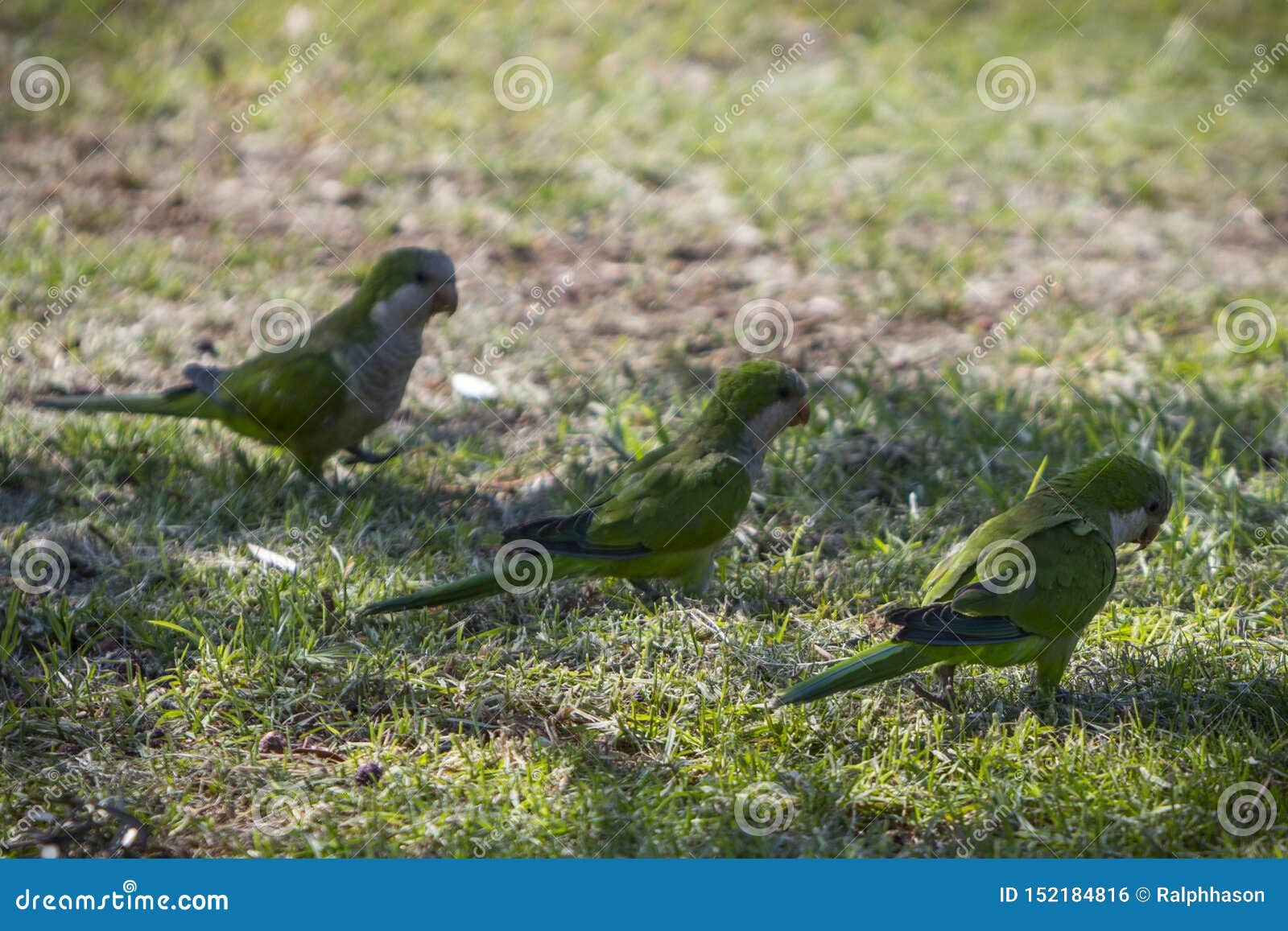 Three 3 parrots on grass stock photo. Image of grass - 152184816