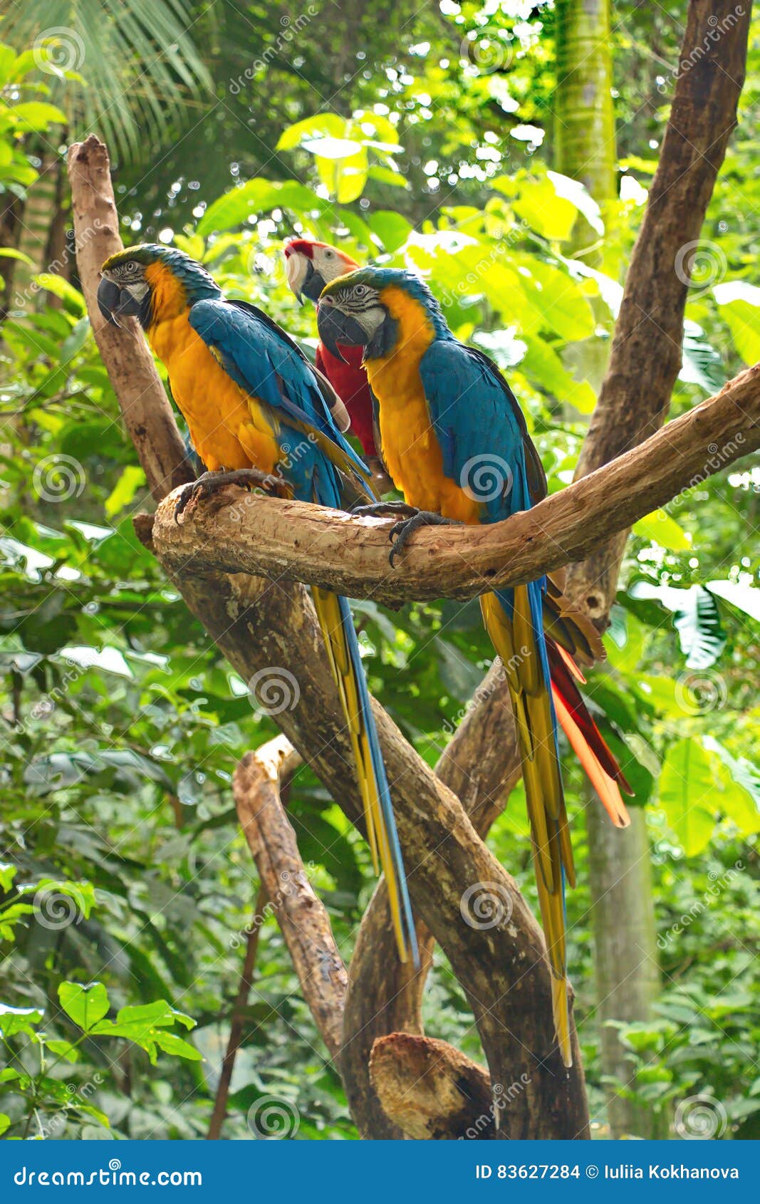 Three Parrots Stock Photo | CartoonDealer.com #7512258