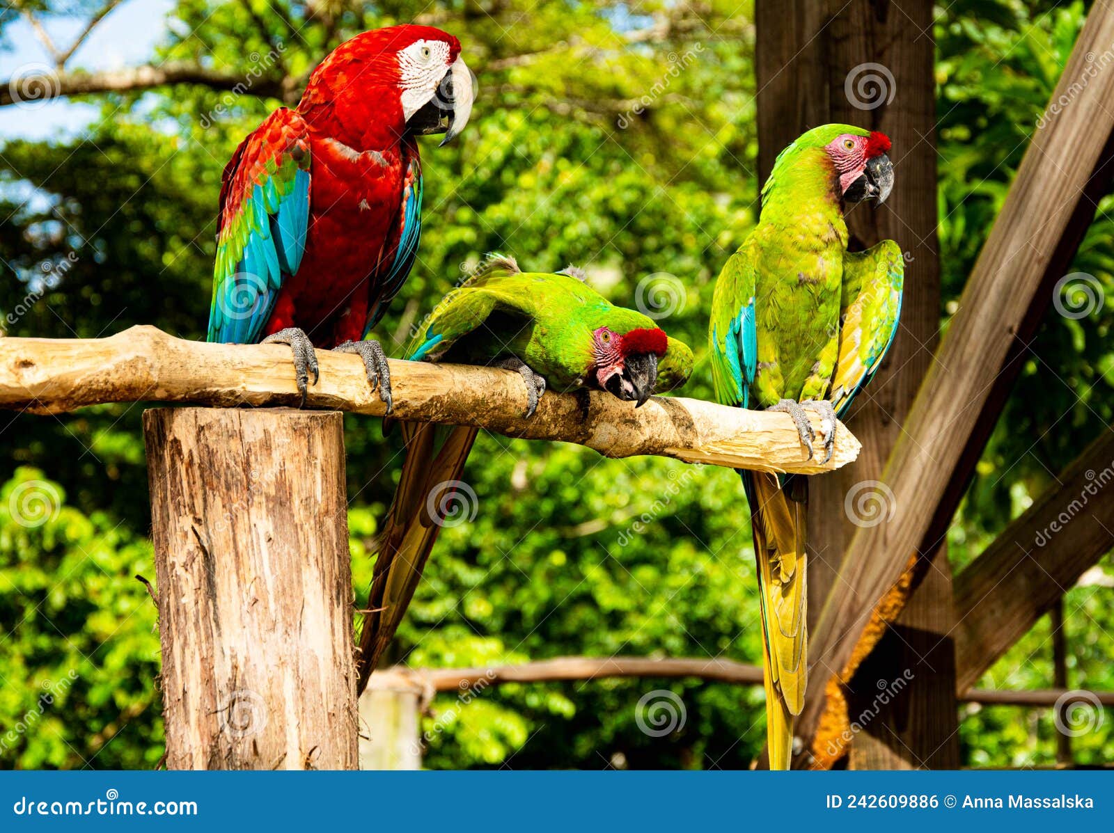 Three Parrots Stock Photo | CartoonDealer.com #7512258