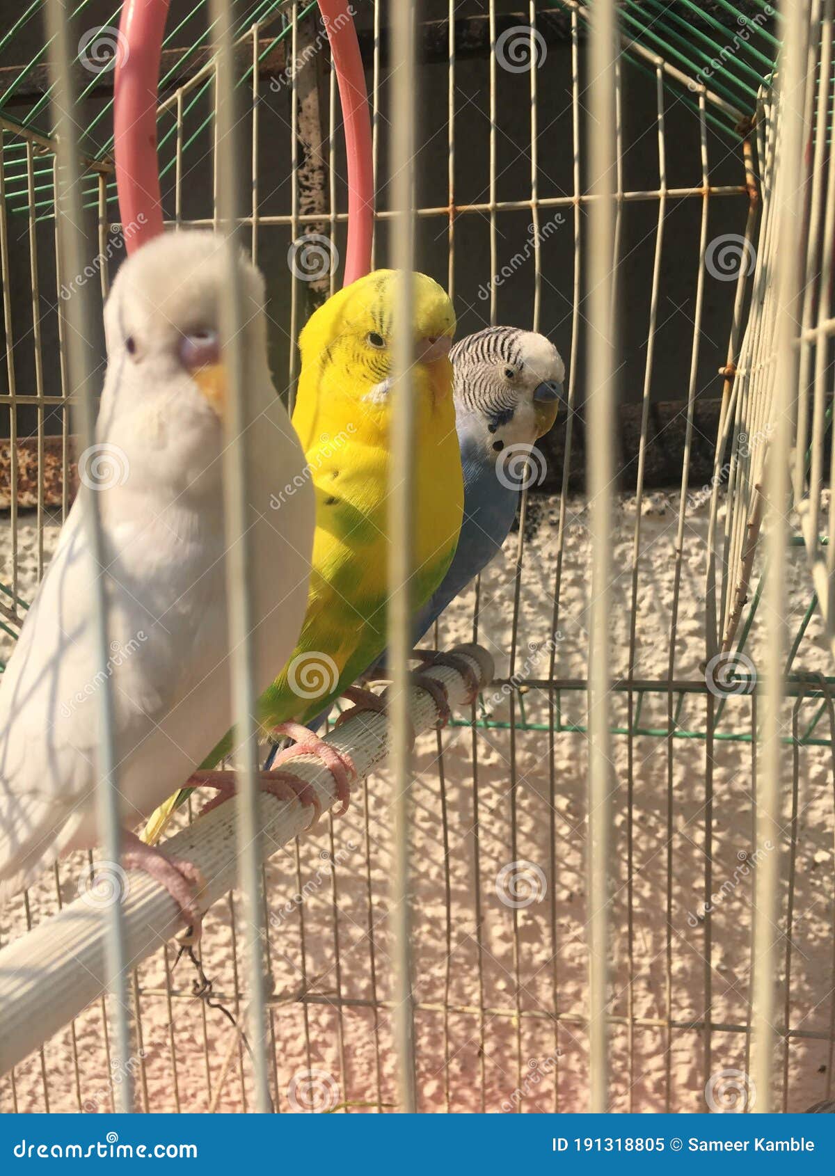 Parrot cage stock image. Image of parrots, cage, parrot - 191318805