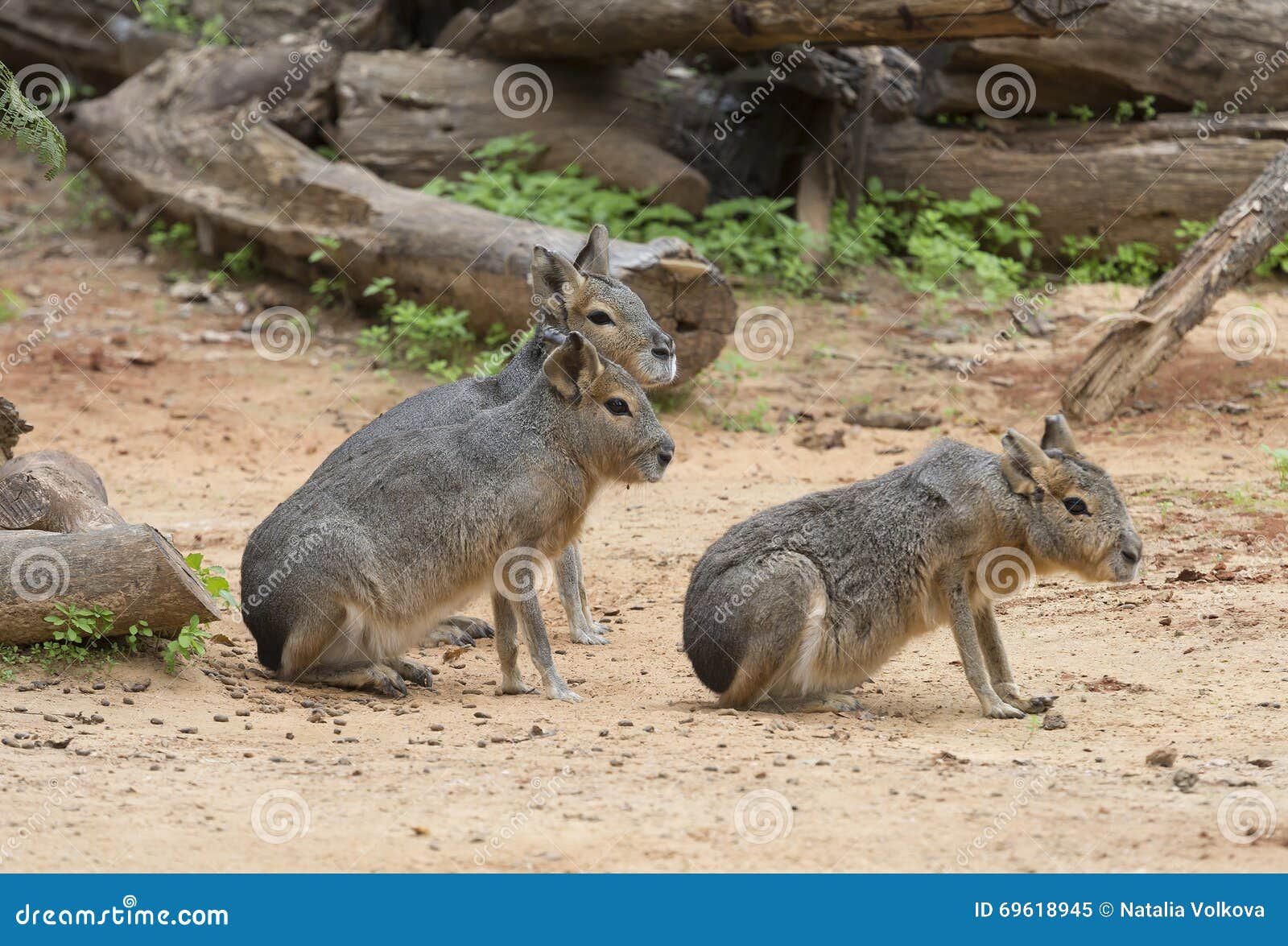 Three Patagonian Hare or Mara Stock Image - Image of wild, america ...