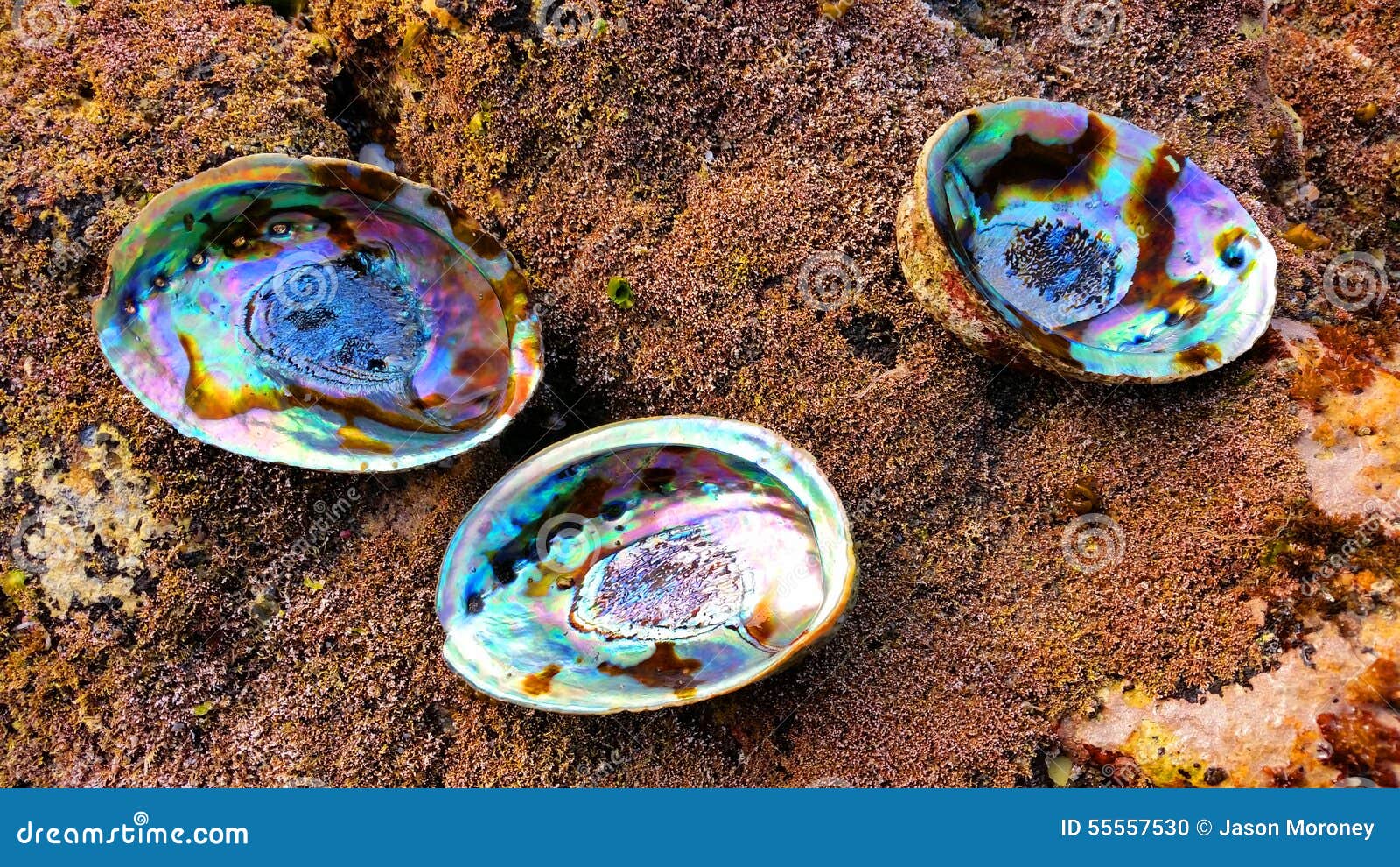 Three Paua Shells stock photo. Image of colourful, three - 55557530