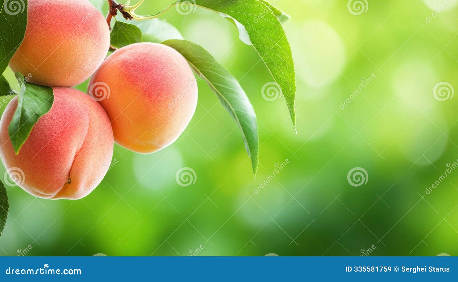 Three Peaches With Mold Royalty-Free Stock Image | CartoonDealer.com ...