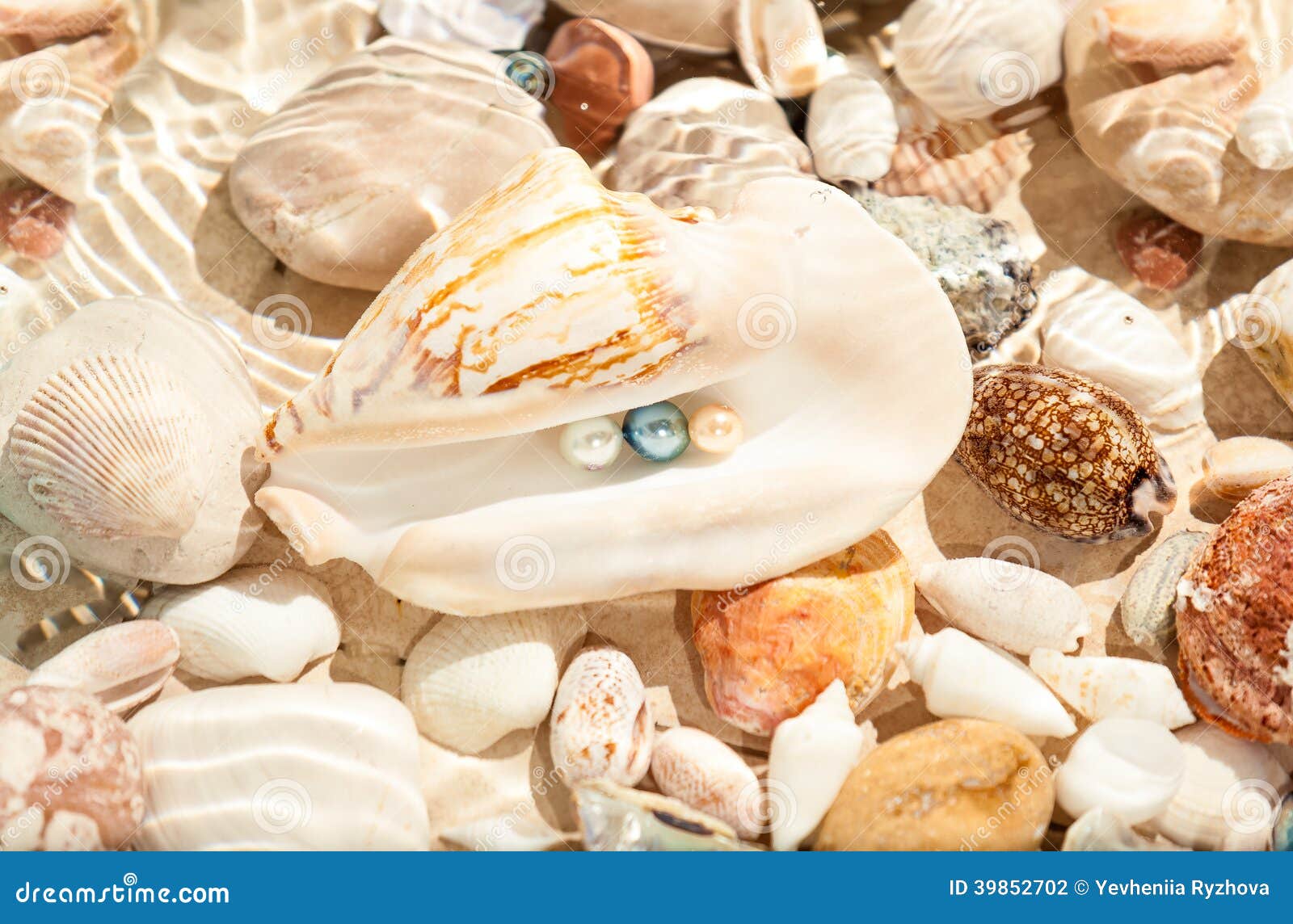 Seashell Underwater On The Bottom Of Swimming Pool, Ripples On Water ...