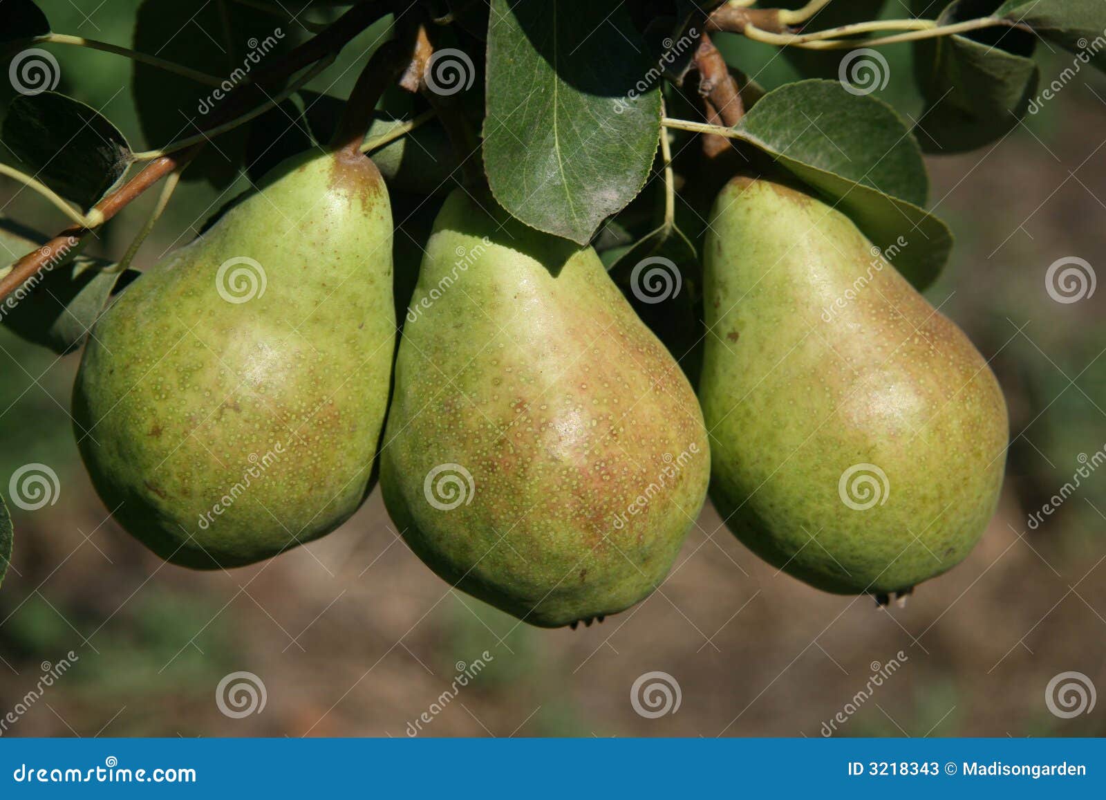 Three Pears stock image. Image of food, harvest, green - 3218343