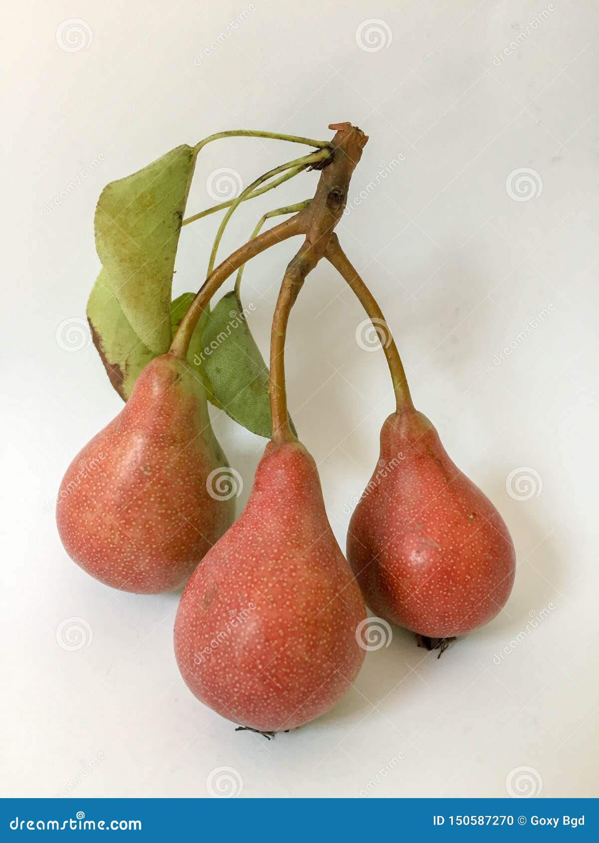Three Pears with Leafs and Branch Stock Photo - Image of nature ...