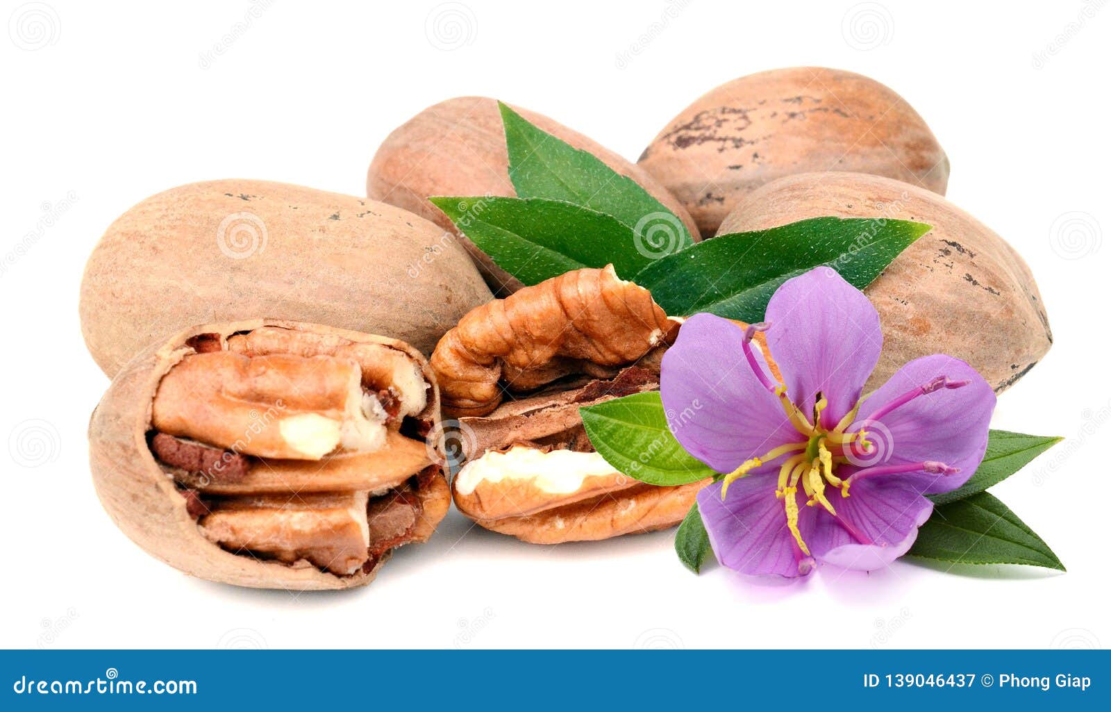 Three Pecan with Leaves Isolated on White Background. Stock Image ...