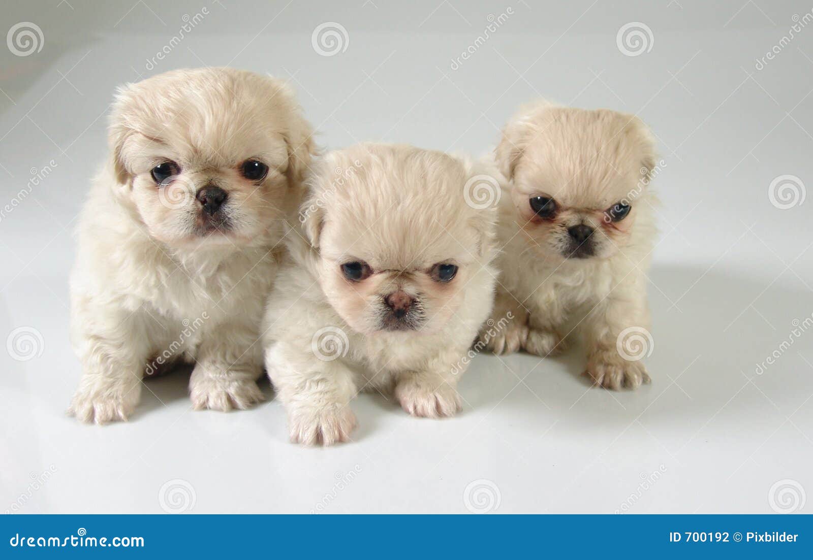 Three pekinese puppies stock photo. Image of pekines, couple - 700192
