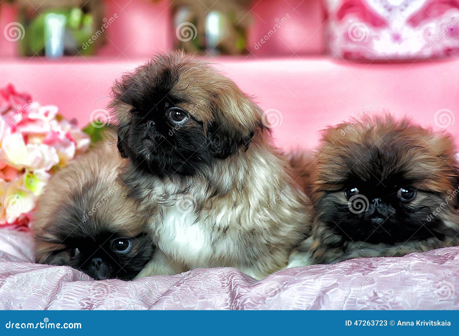 Three Pekingese puppys stock image. Image of animal, breed - 47263723