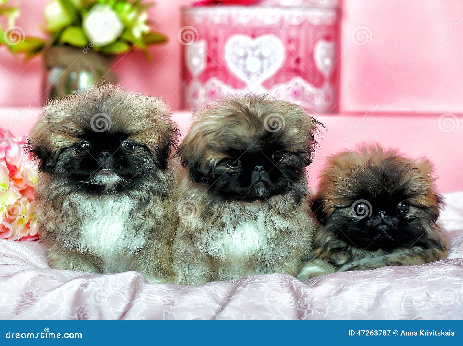 Three Pekingese puppys stock image. Image of next, full - 47263787