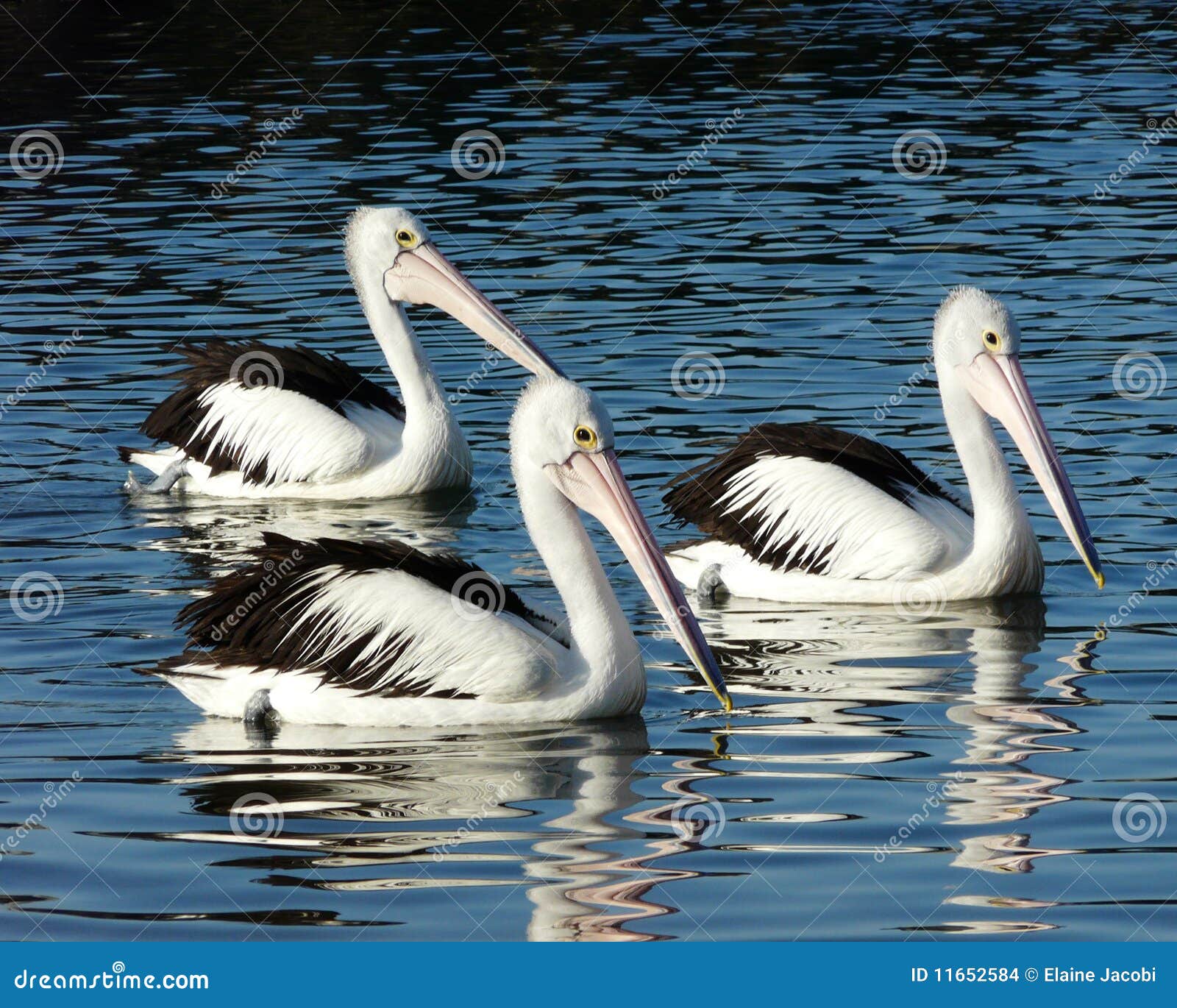 Three pelicans stock photo. Image of pelican, white, ocean - 11652584