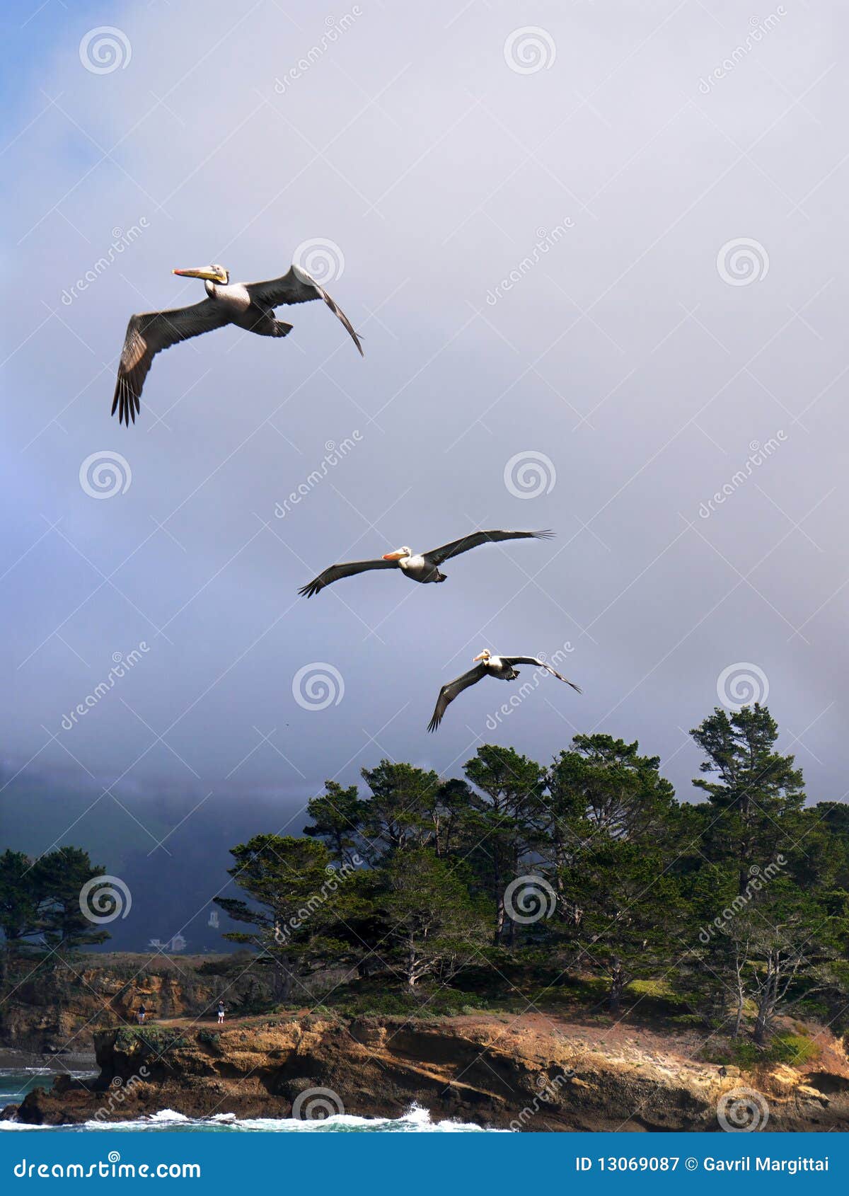 Three pelicans stock image. Image of cypress, pelican - 13069087