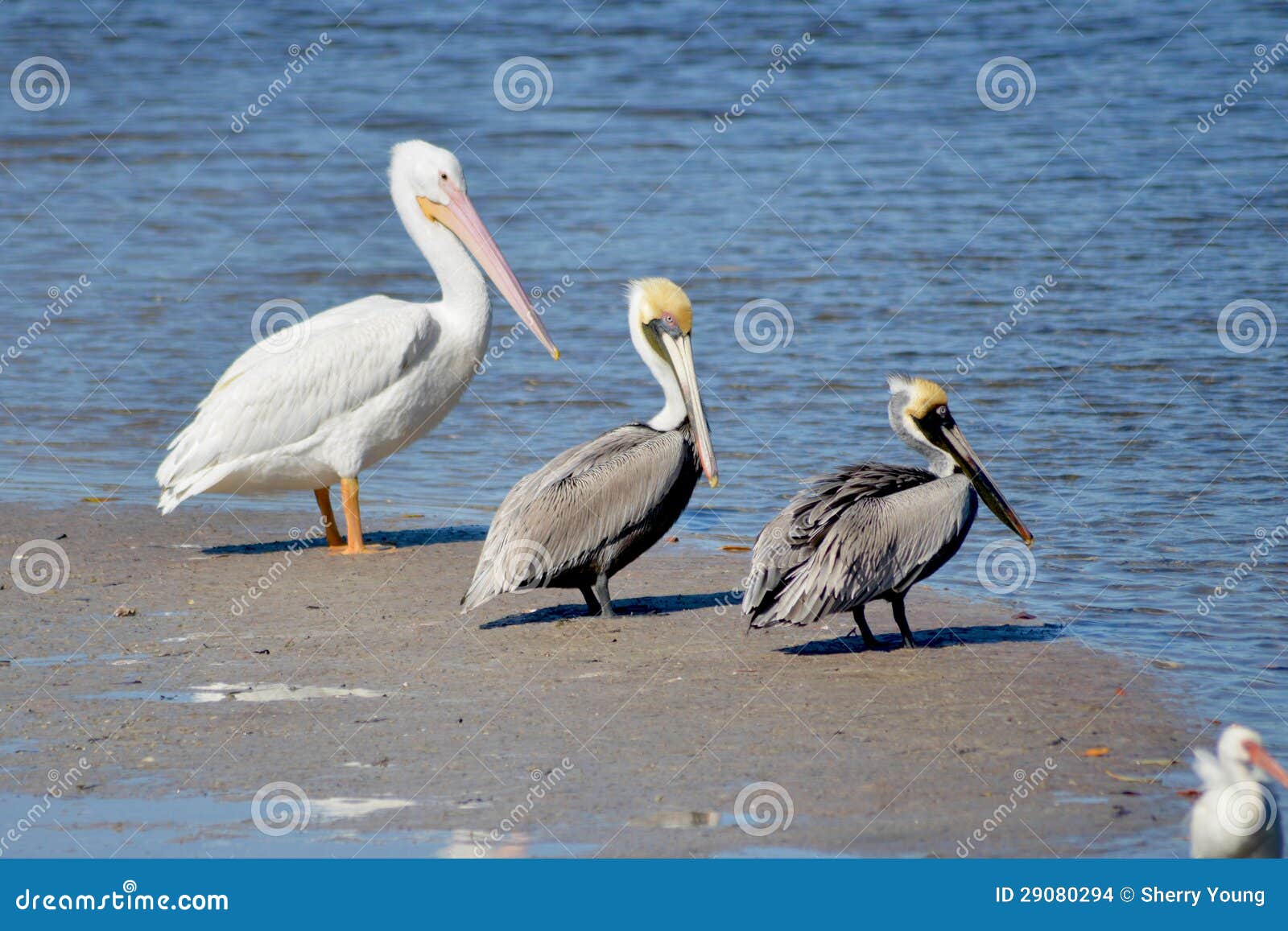 Three Pelicans stock photo. Image of exotic, shallow - 29080294