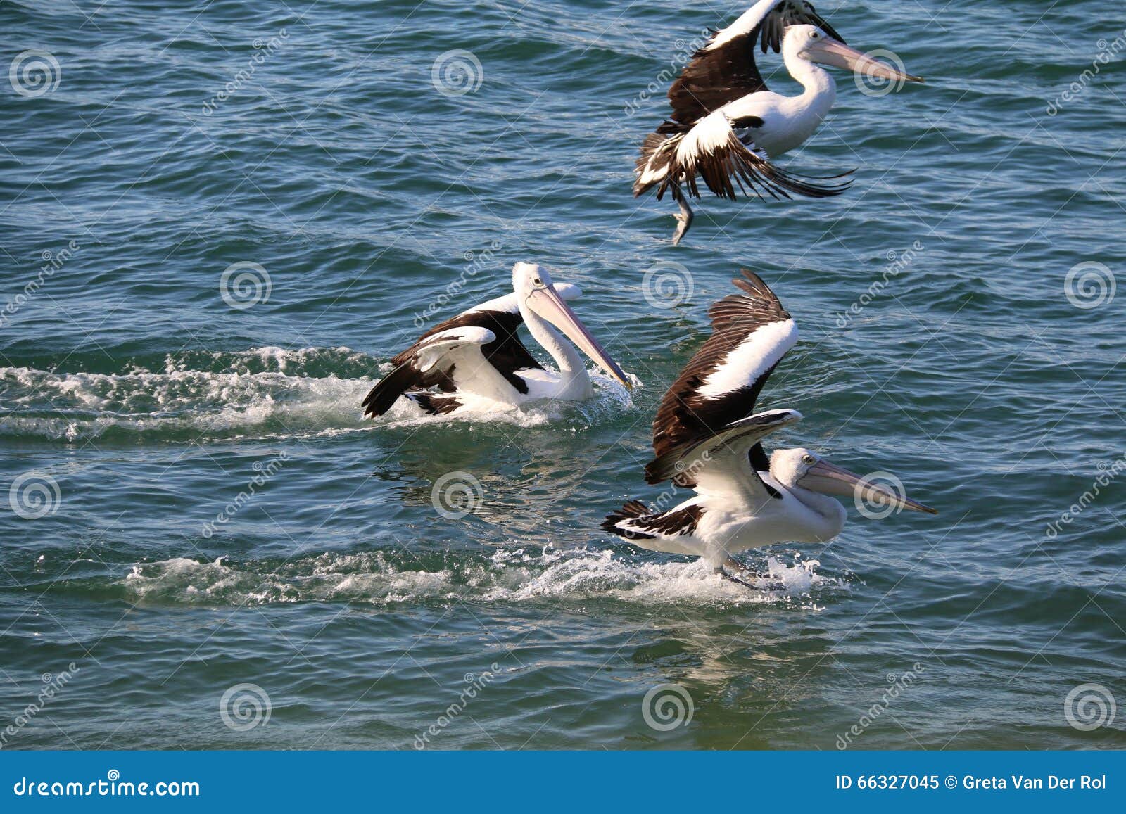 Three pelicans landing stock image. Image of pelican - 66327045