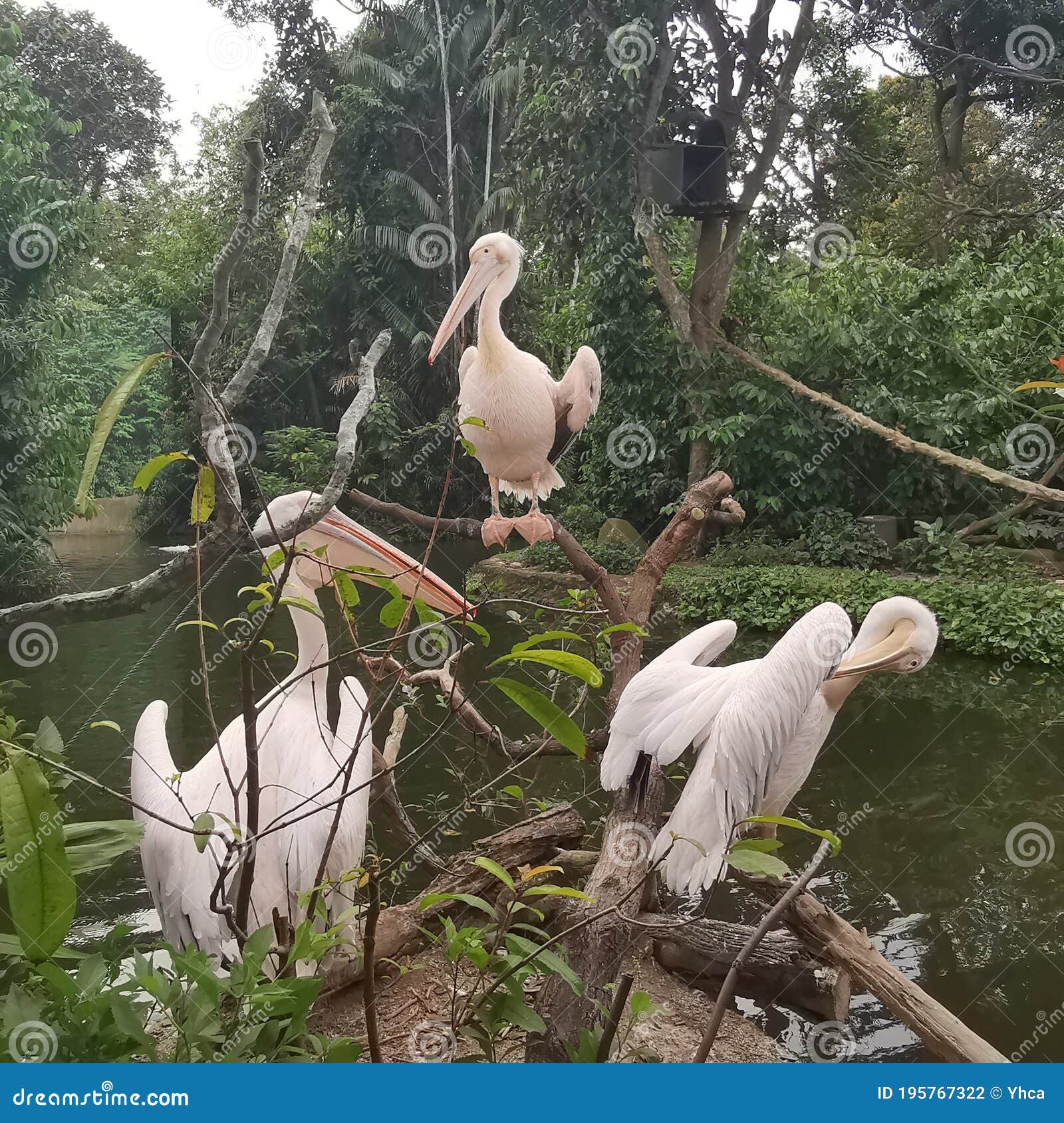 Three Pelicans Resting Basking Stock Photo - Image of waterbird ...