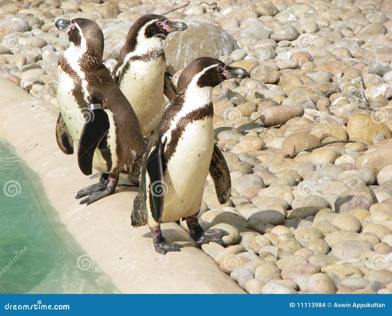 Three penguins stock photo. Image of vigil, penguin, face - 11113984