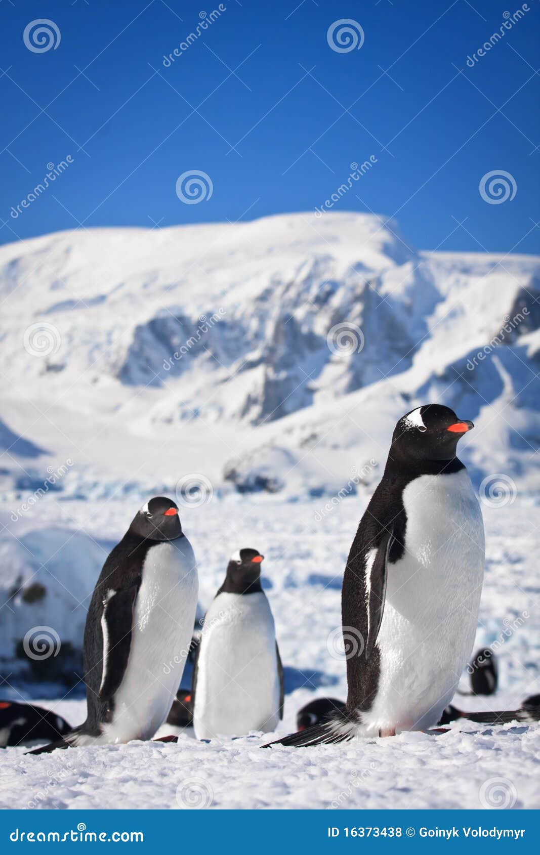Three penguins stock photo. Image of cool, penguin, pair - 16373438