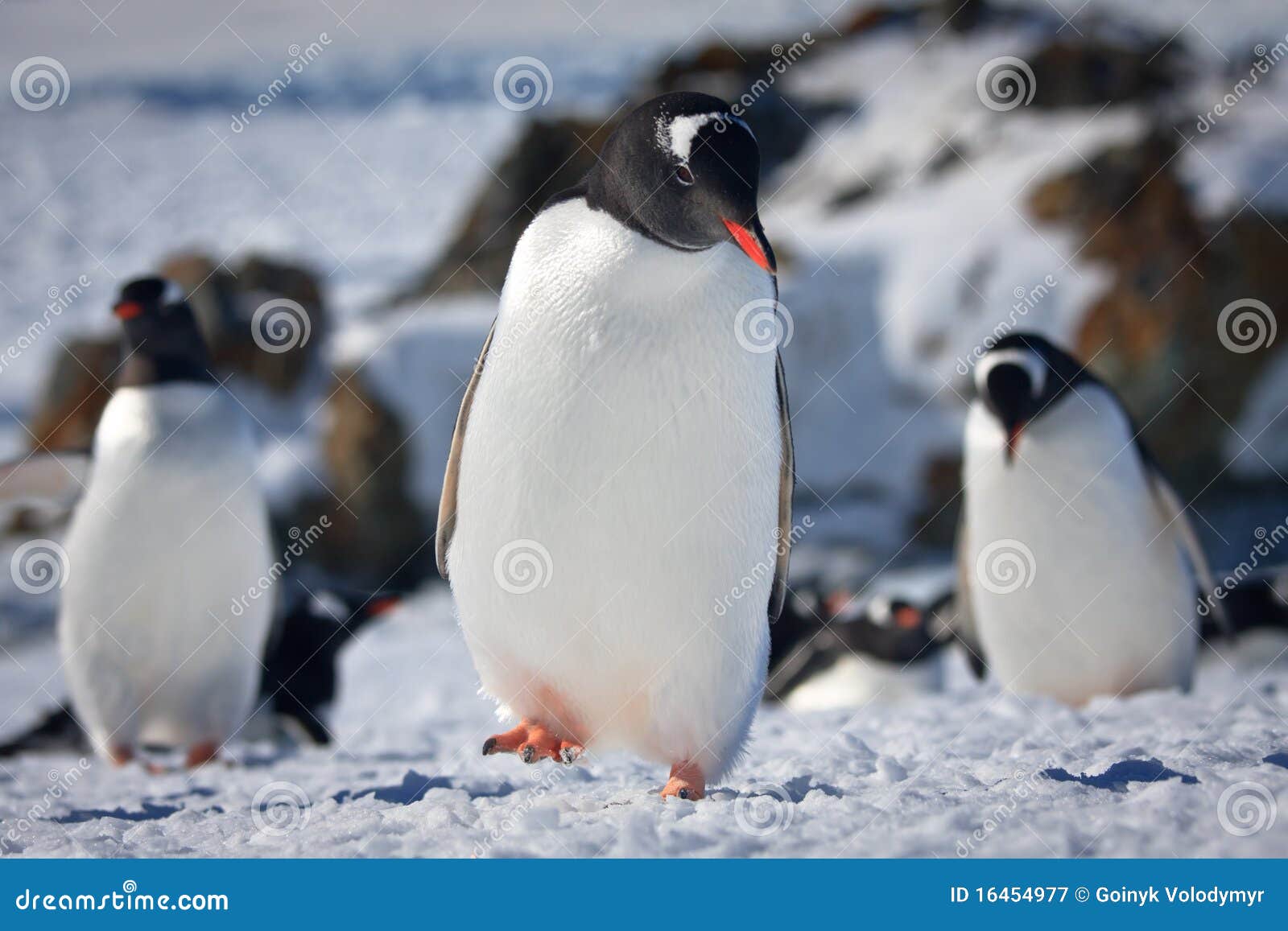 Three penguins stock image. Image of gentoo, mountain - 16454977