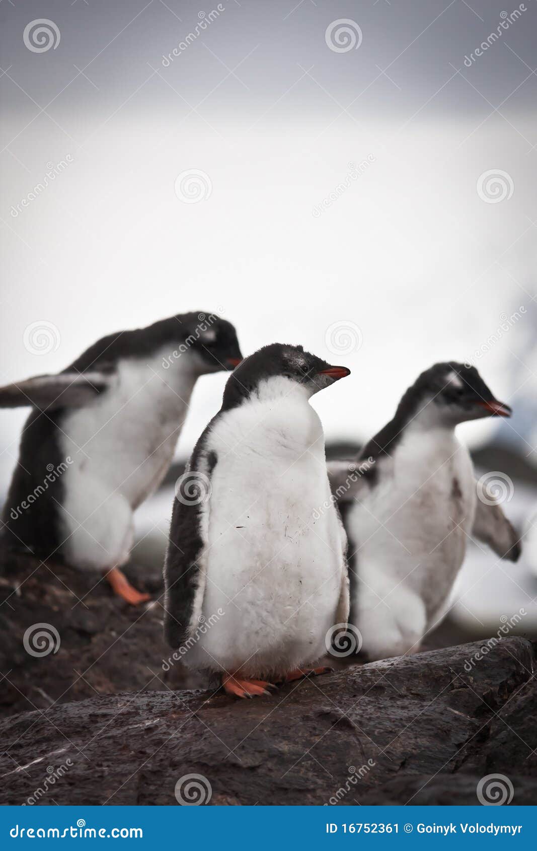 Three penguins stock image. Image of polar, season, antarctica - 16752361