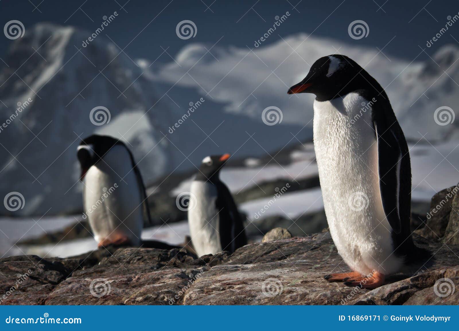 Three penguins stock image. Image of rock, cold, family - 16869171