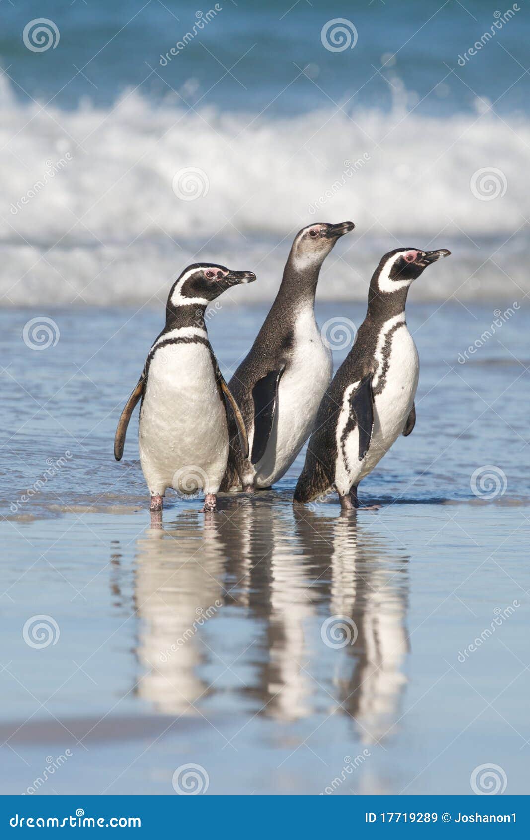 Three Penguins stock image. Image of beach, cute, daytime - 17719289