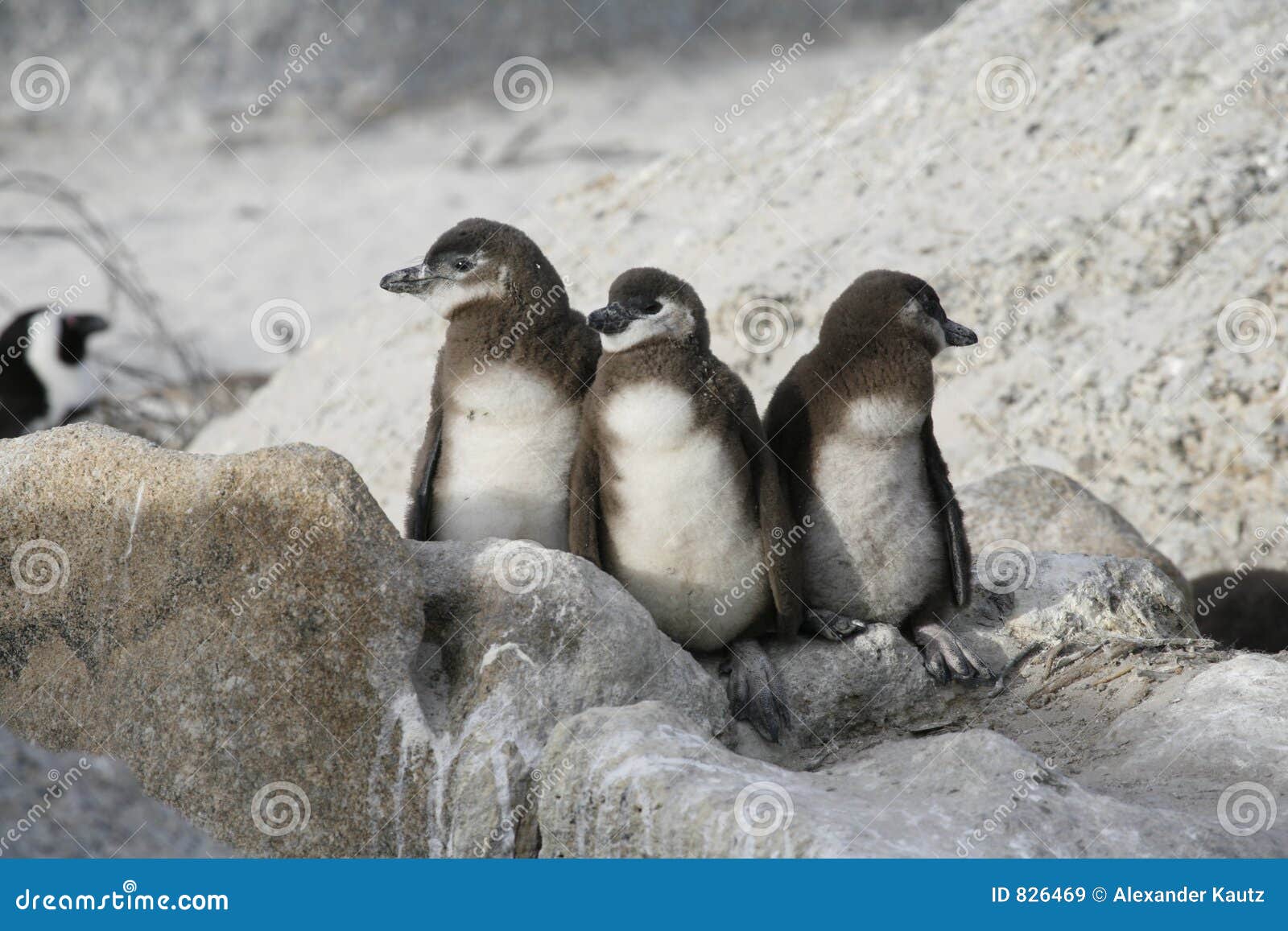Three penguins stock image. Image of brothers, penguin - 826469