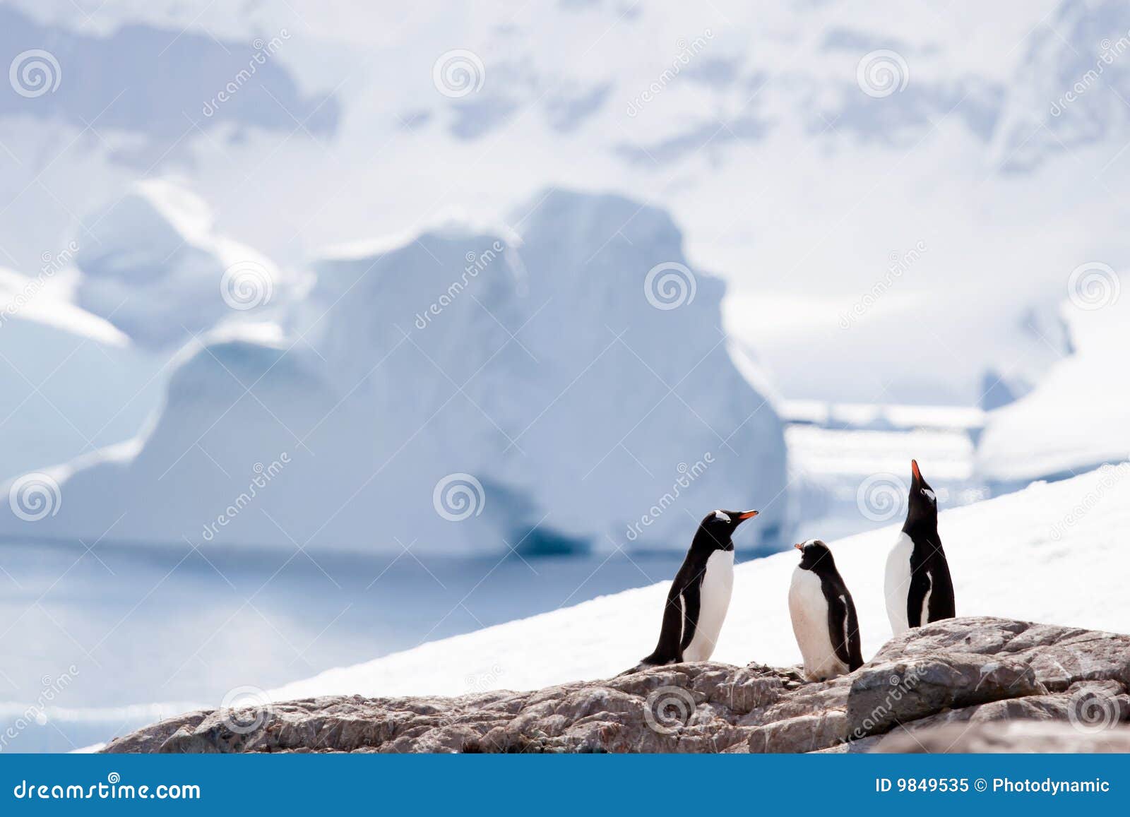 Three penguins stock image. Image of climate, change, antarctica - 9849535