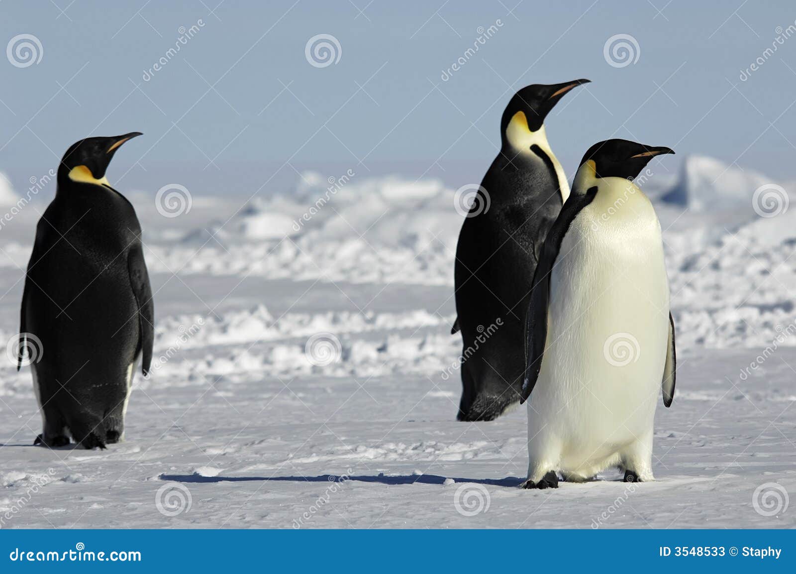 Three Penguins in Antarctica Stock Image - Image of global, antarctica ...
