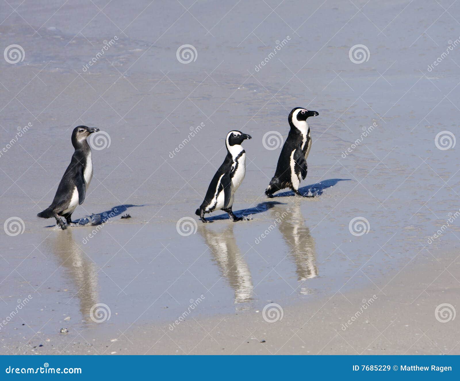 Three Penguins on the Beach Stock Image - Image of south, flightless ...