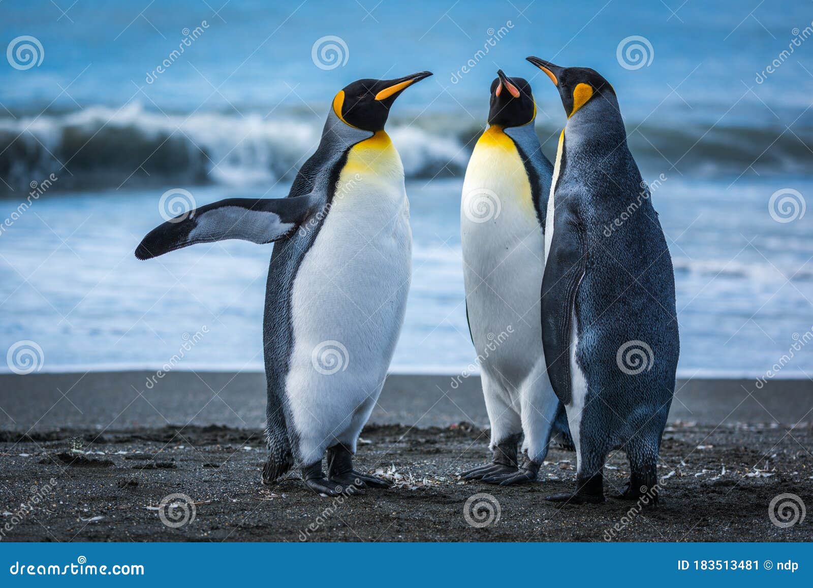 Three Penguins on Beach with Surf Behind Stock Image - Image of ...