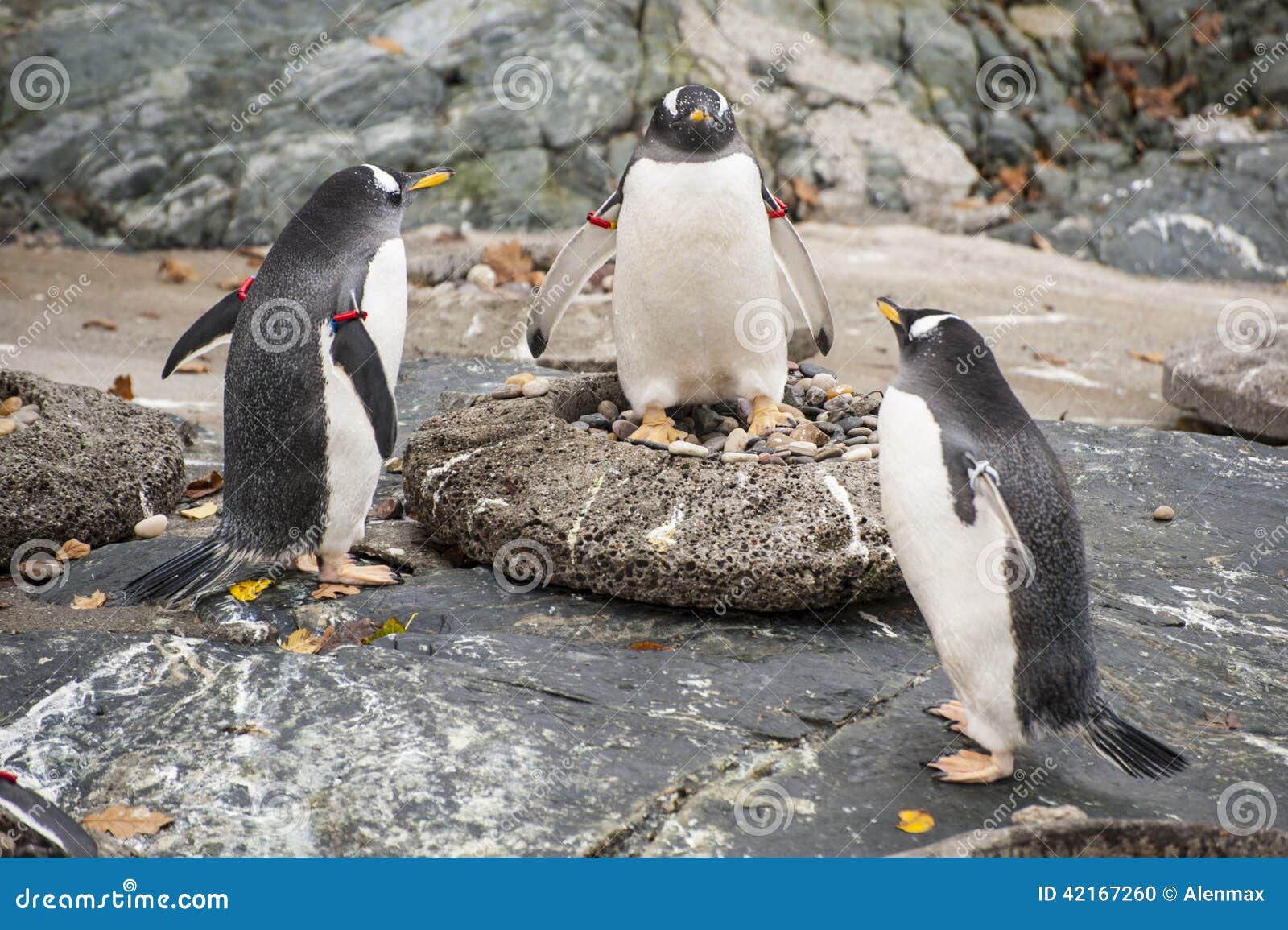 Three penguins stock photo. Image of antarctica, wild - 42167260
