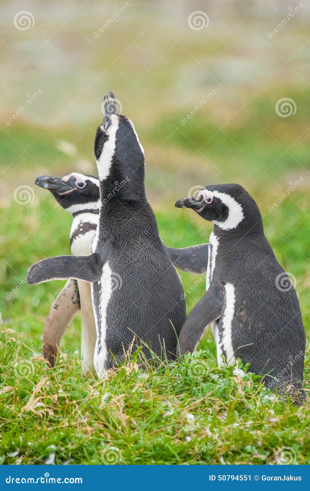 Three penguins stock image. Image of animals, daylight - 50794551