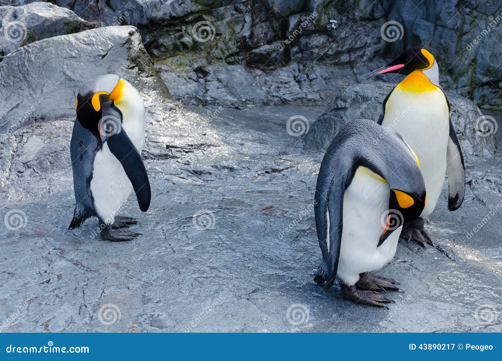 Three Penguins Stand stock image. Image of birds, season - 43890217