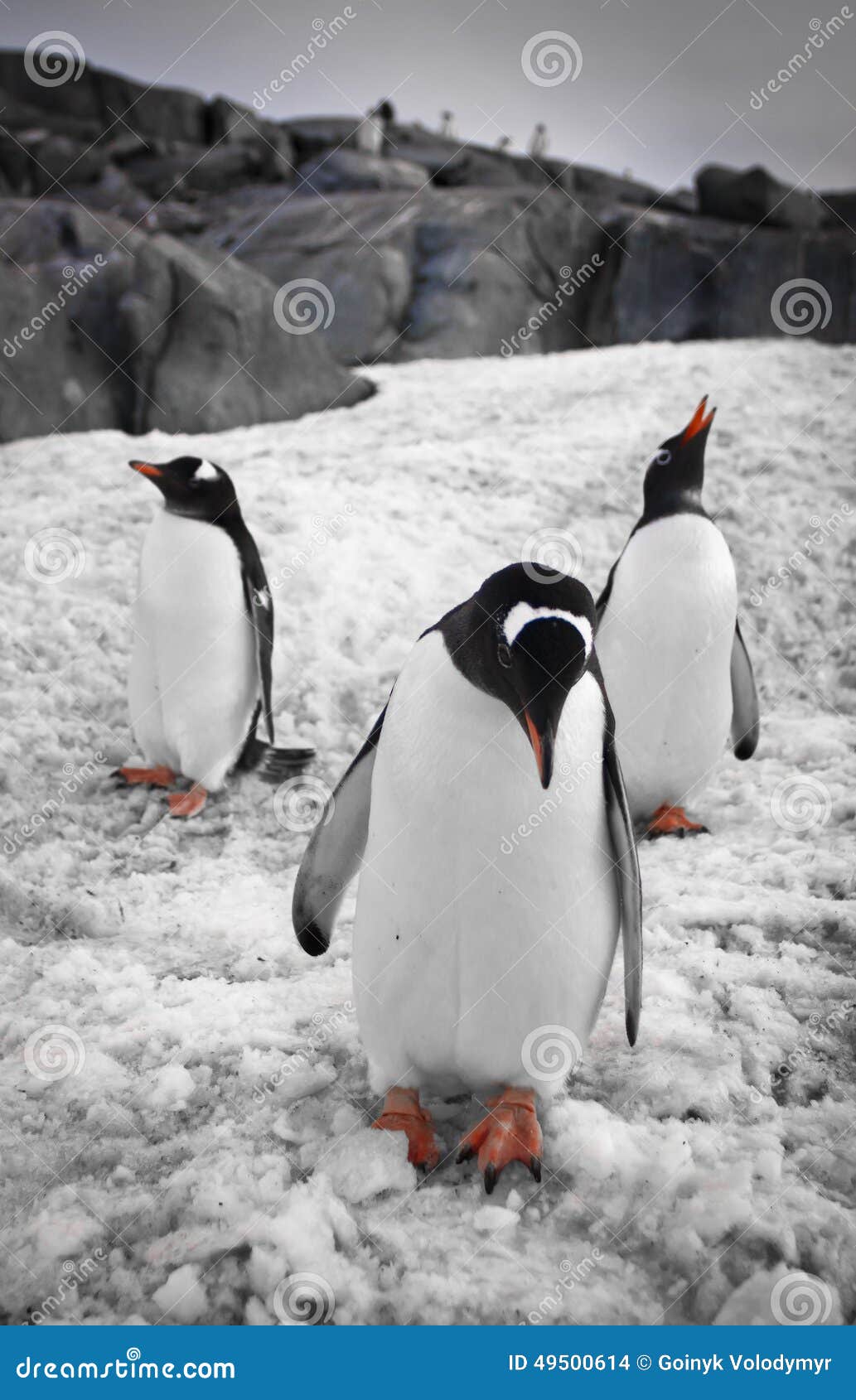 Three penguins stock photo. Image of close, nature, antarctica - 49500614