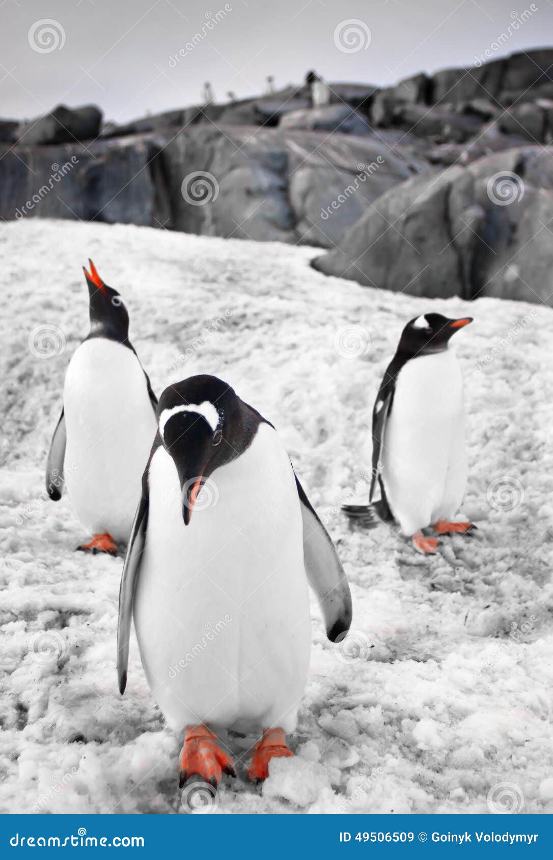 Three penguins stock image. Image of nature, horizontal - 49506509