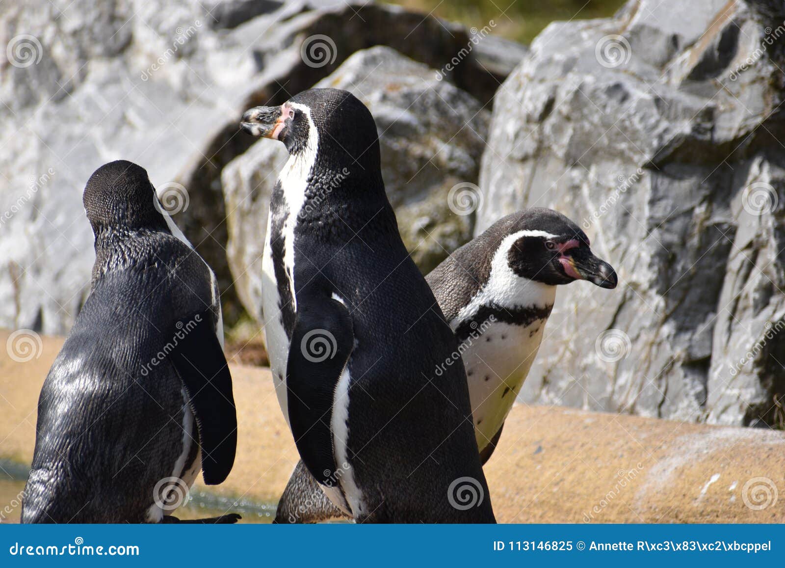 Three Penguins are Standing Together on a Shore of a Lake Stock Image ...