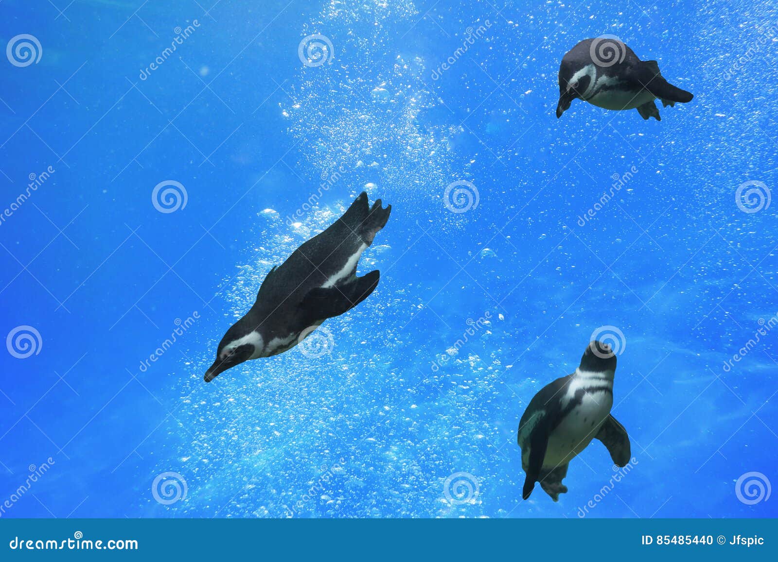 Penguin Swimming