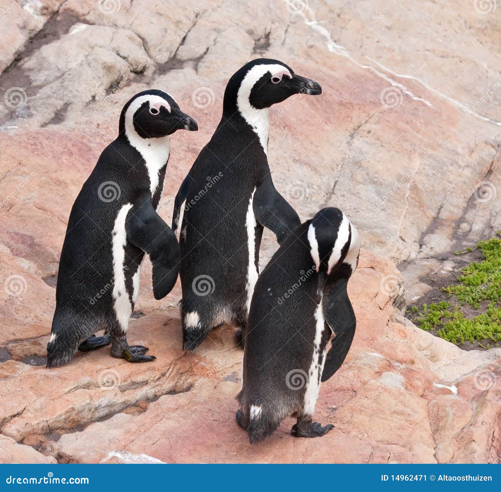 Three Penguins Walking Over Rocks Stock Image - Image of coast, coastal ...