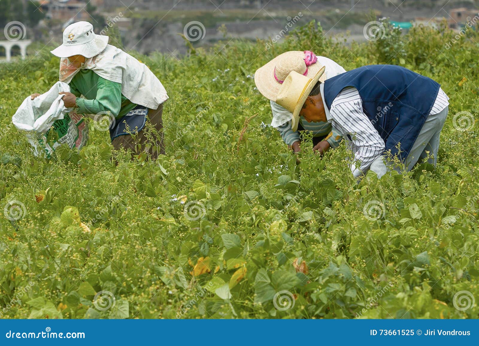 Three People Working on a Field in Arequipa Peru Editorial Image ...