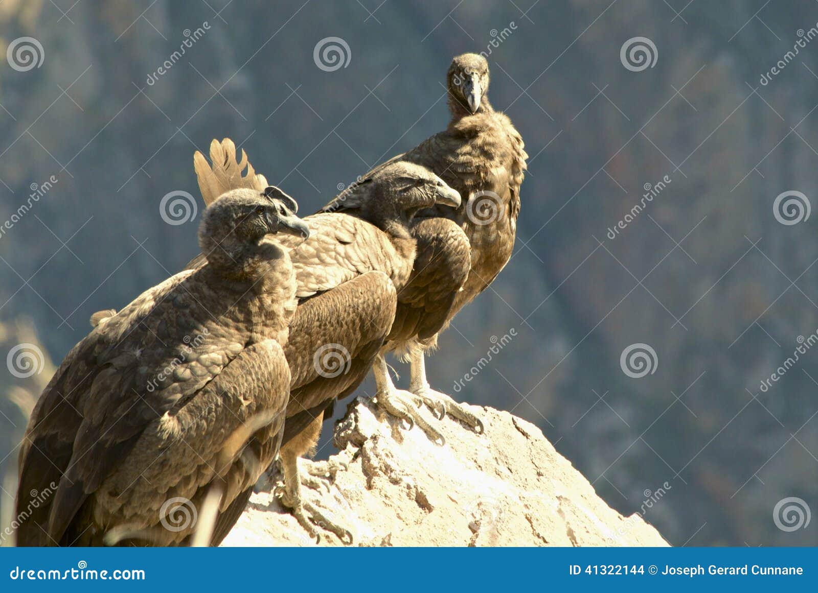 Three Perched Andean Condors Stock Photo - Image of birds, rocks: 41322144