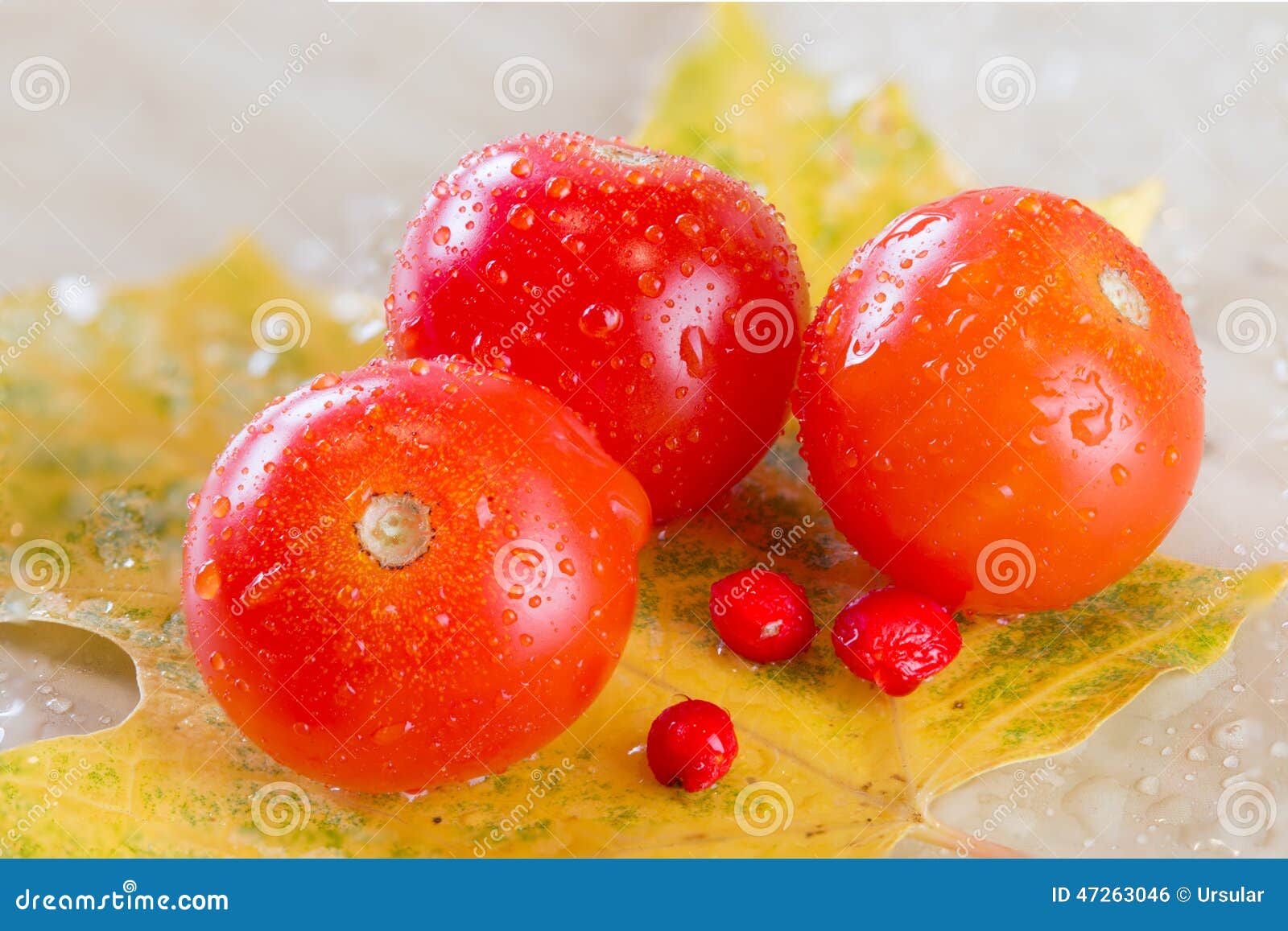 Three perfect tomatoes stock photo. Image of round, ready - 47263046
