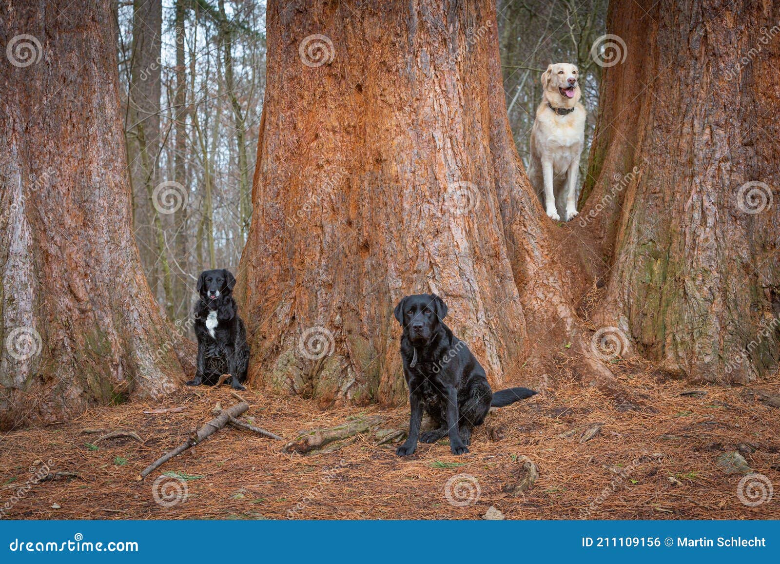 Three Pet Dogs in Front of Redwoodtree Stems Stock Photo - Image of ...